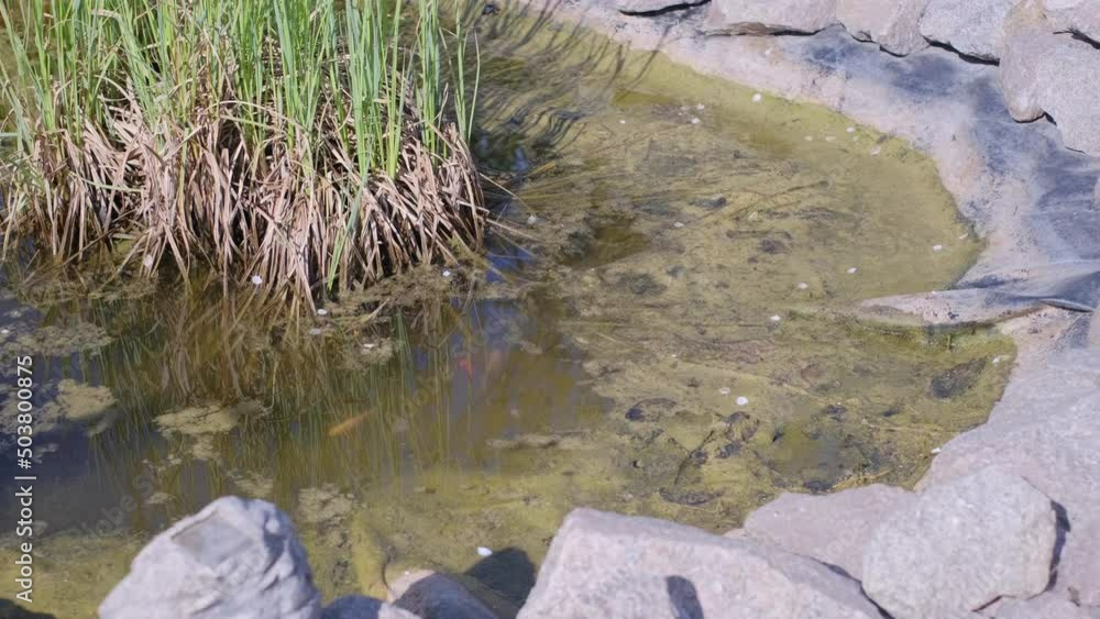 Dried out bottom of HDPE plastic sheet of artificial garden fish pond ...