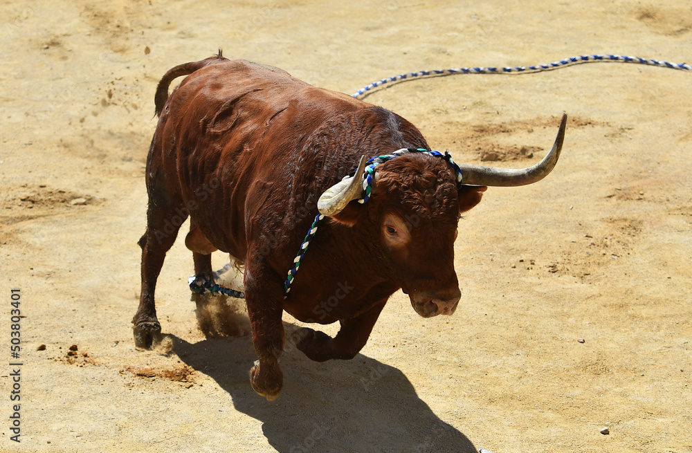 toro español con grandes cuernos en un espectaculo tradicional en una ...