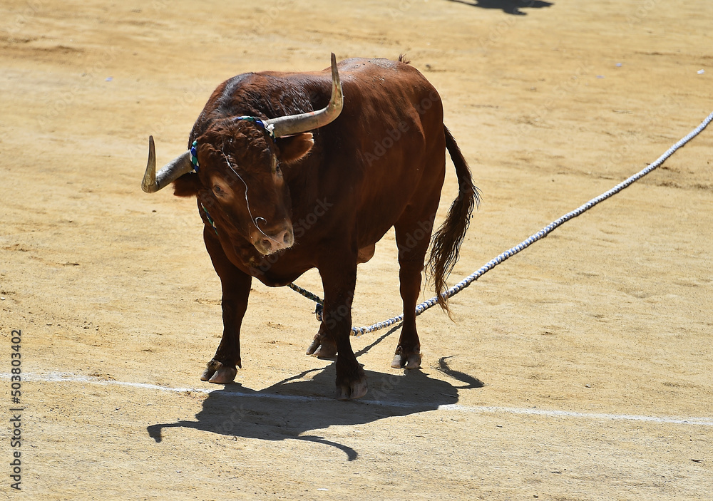 toro bravo español en un tradicional espectaculo de toreo Stock-Foto ...