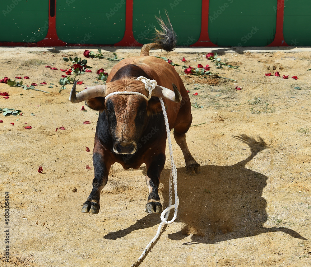 toro español con grandes cuernos en un espectaculo tradicional en una ...