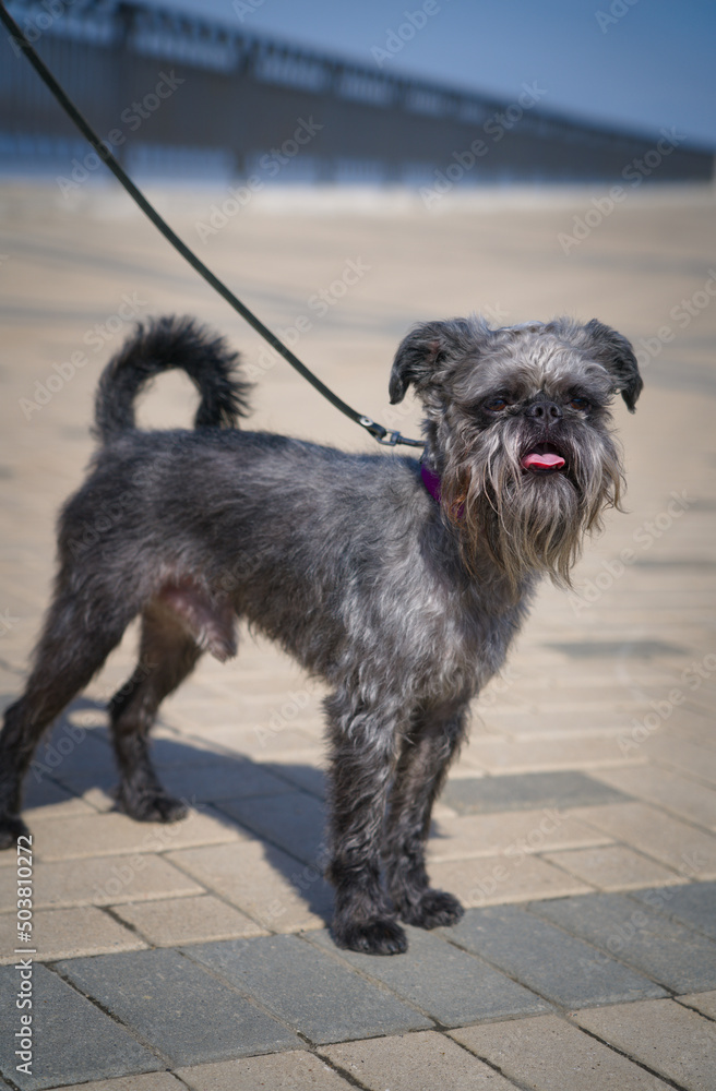 A dog with a beard. A black dog with a silver tan with protruding ears ...