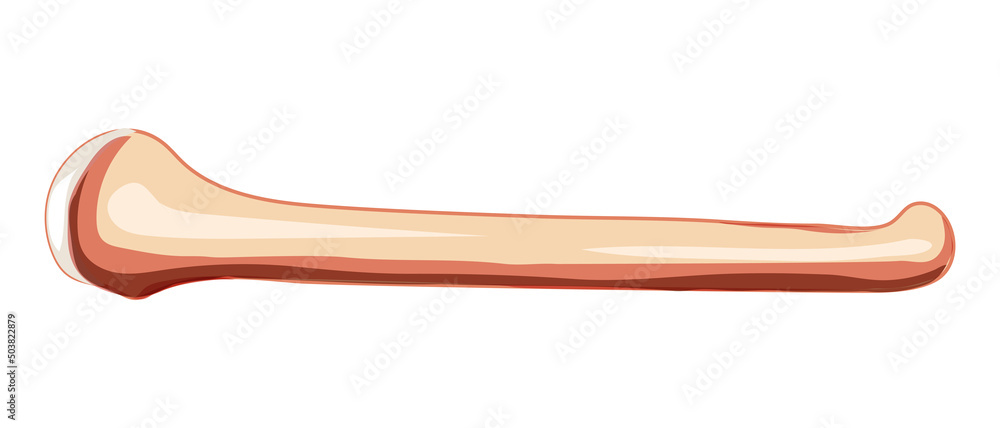 Humerus arm Skeleton Human side lateral view. Anatomically correct 3D ...