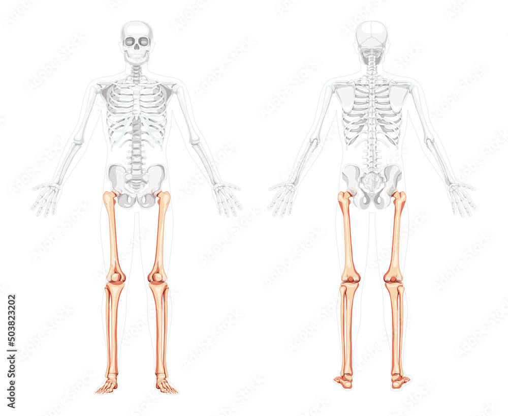 Skeleton Thighs and legs lower limb Human front back view with two arm ...