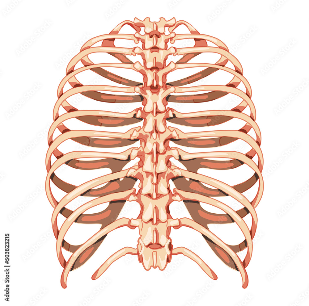 Vettoriale Stock Rib cage Skeleton Human bones system back view ...