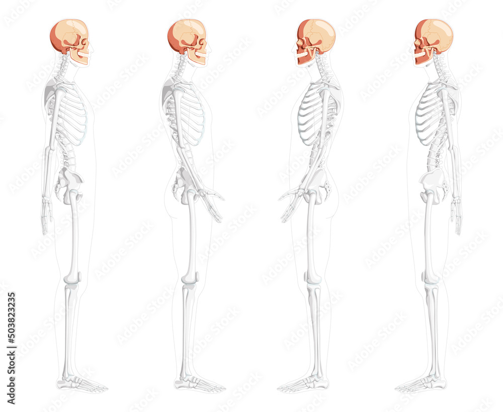 Set of Human head Skull Skeleton side view with front back hands partly ...