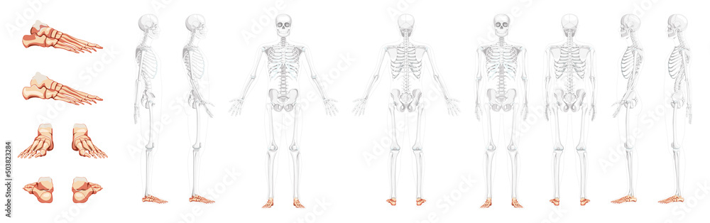 Set of Foot ankle Bones Skeleton Human front back side view with partly ...