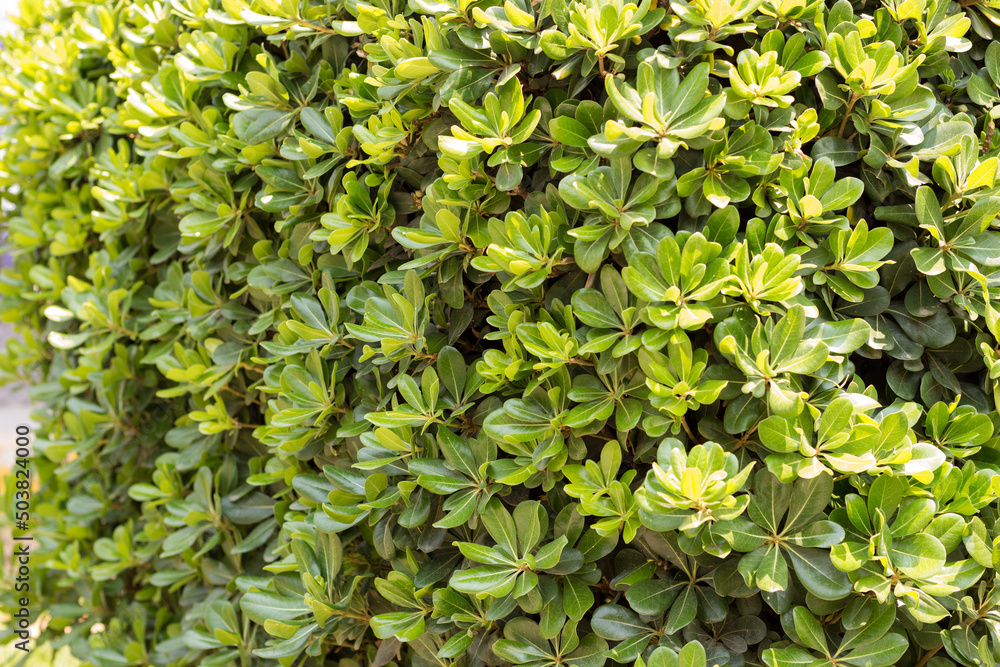 Textura de Vegetación Stock Photo | Adobe Stock
