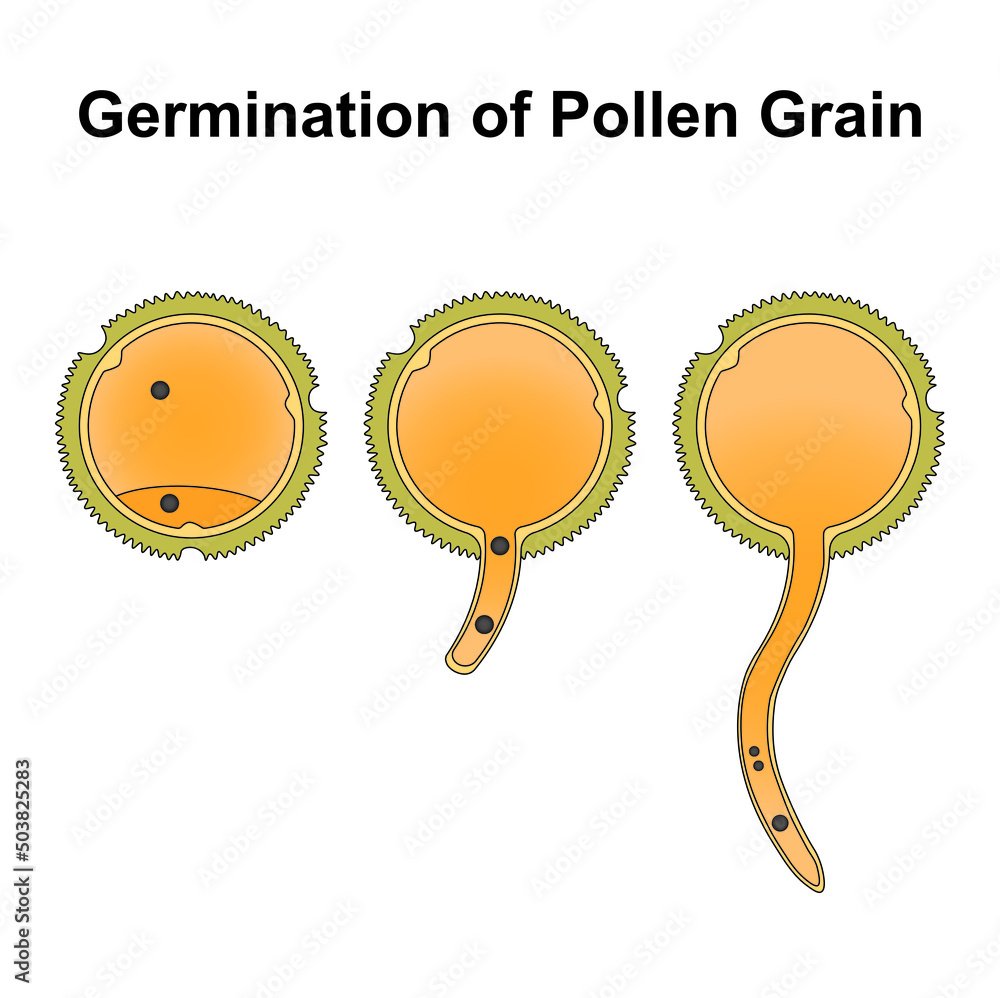Scientific Designing of Germination of Pollen Grain. The Male Gamete in ...
