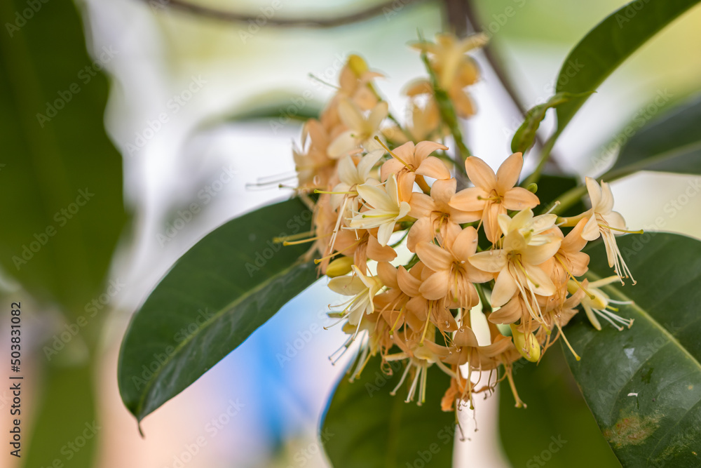 Close up Tembusu flowers in a garden.(Fagraea fragrans Roxb.)Common ...