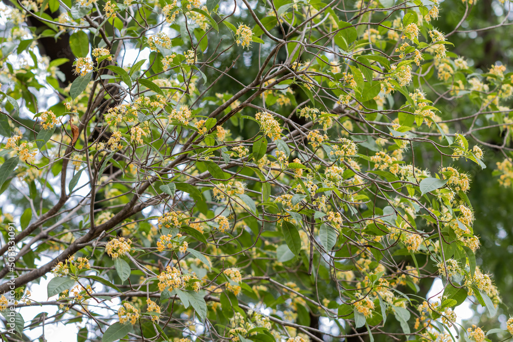 Selective focus Tembusu flowers in a garden.(Fagraea fragrans Roxb ...