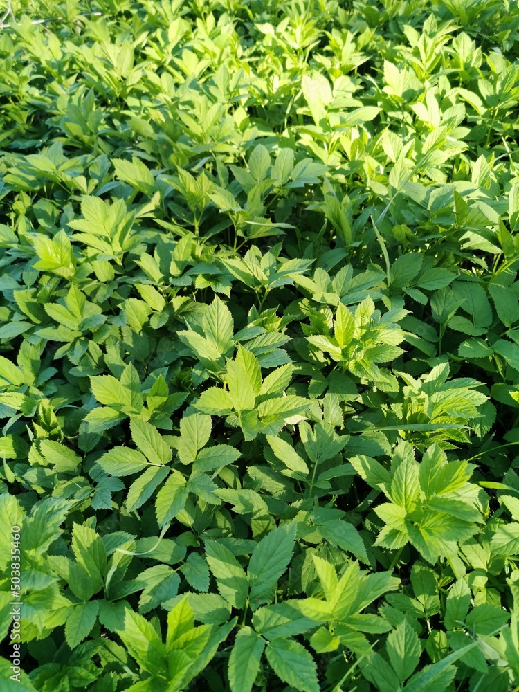 Goutweed, Green leaves of goat grass Aegopodium., green ground elder ...