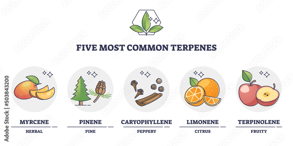 Terpenes types for essential oils and aromatic nature flavors outline ... Terpenes types for essential oils and aromatic nature flavors outline ...