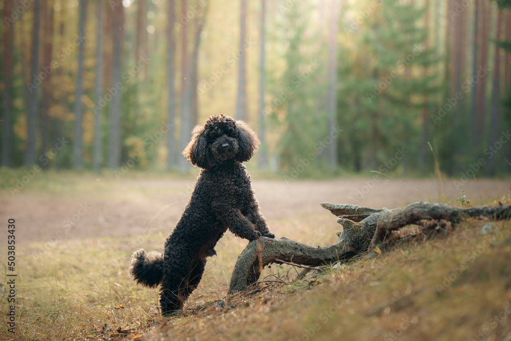 black small poodle in the forest at sunset. Walking the dog, healthy ...