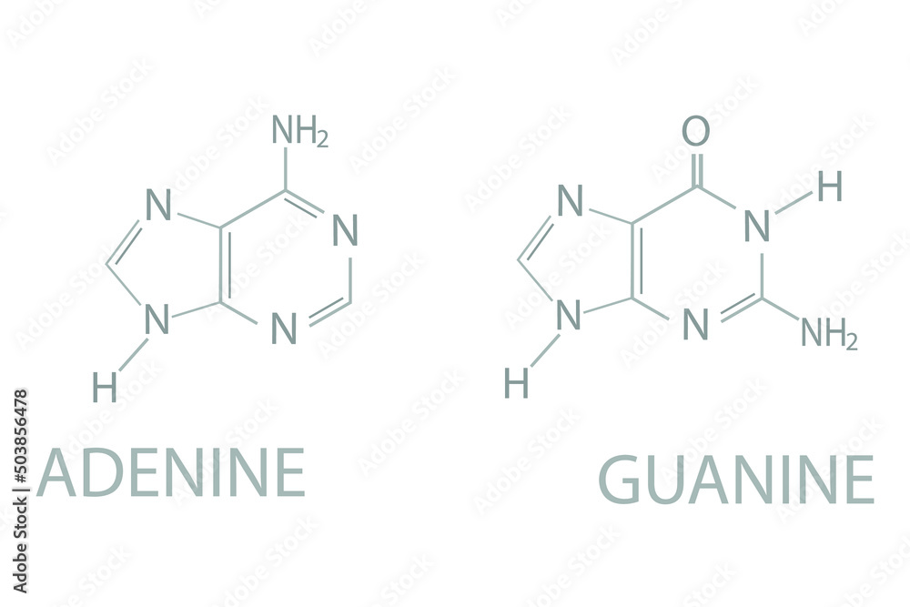 Naklejka Adenine and guanine molecular skeletal chemical formula ...