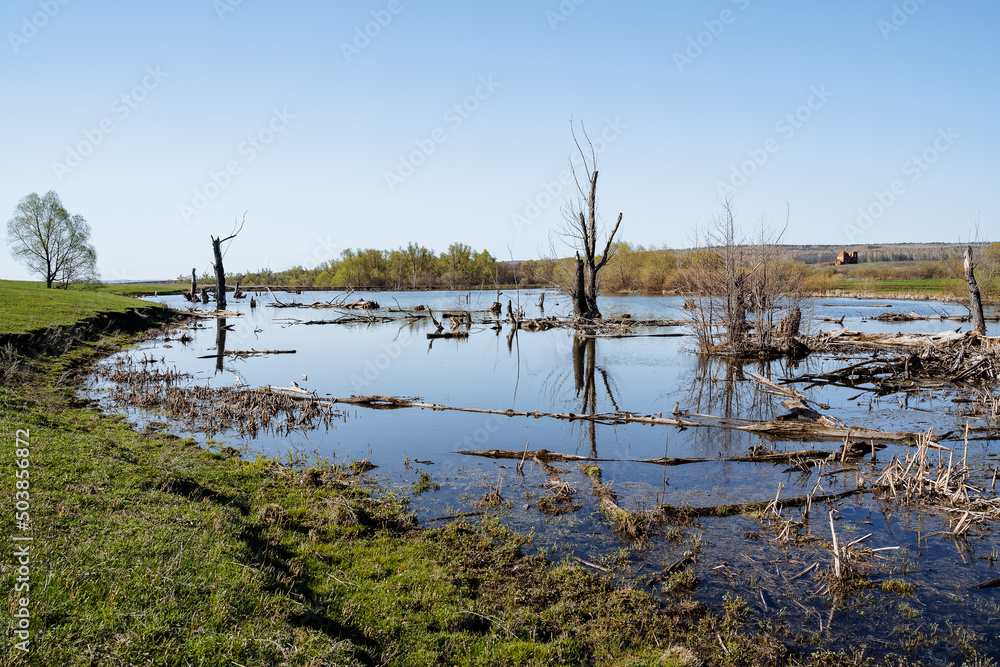 Swampy forest pond, lake shore, rotting trees stand in the water ...