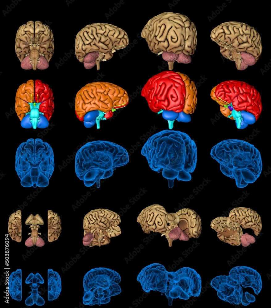 Set of isolated brain renders - whole and split with x-ray style image ...