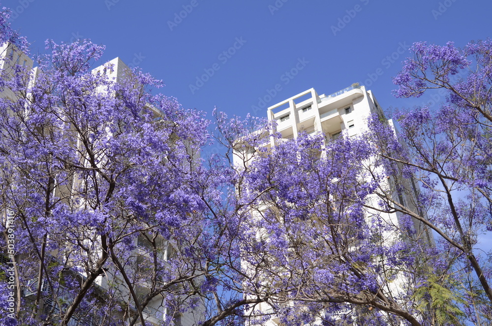 Blooming jacaranda near white high-rise building. House view with ...