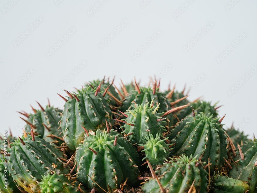 Euphorbiaceae Species