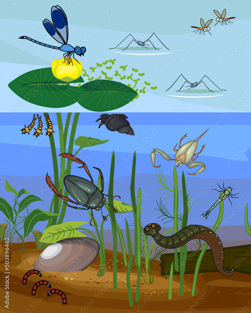 Ecosystem of pond with different invertebrates animals (insects ...