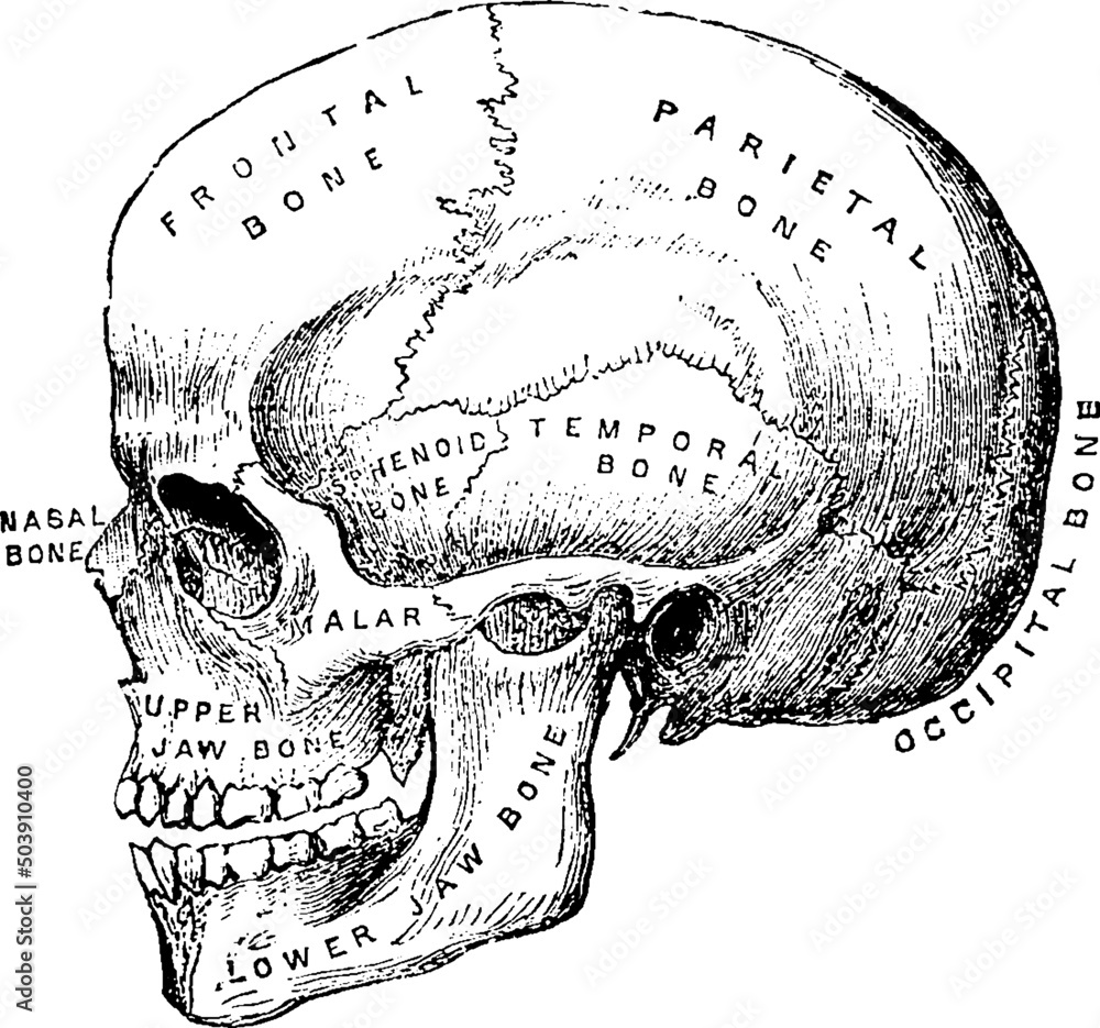 vintage human skull with a transparent background Stock Photo | Adobe Stock