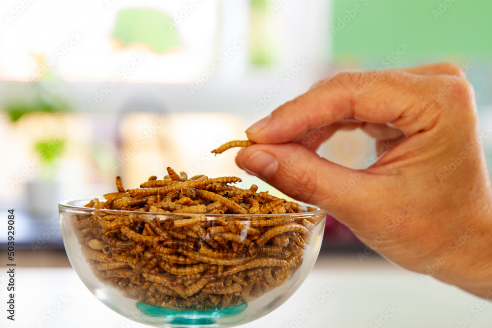Woman hand is grabbing Snack insects. Mealworm larvae as food ...