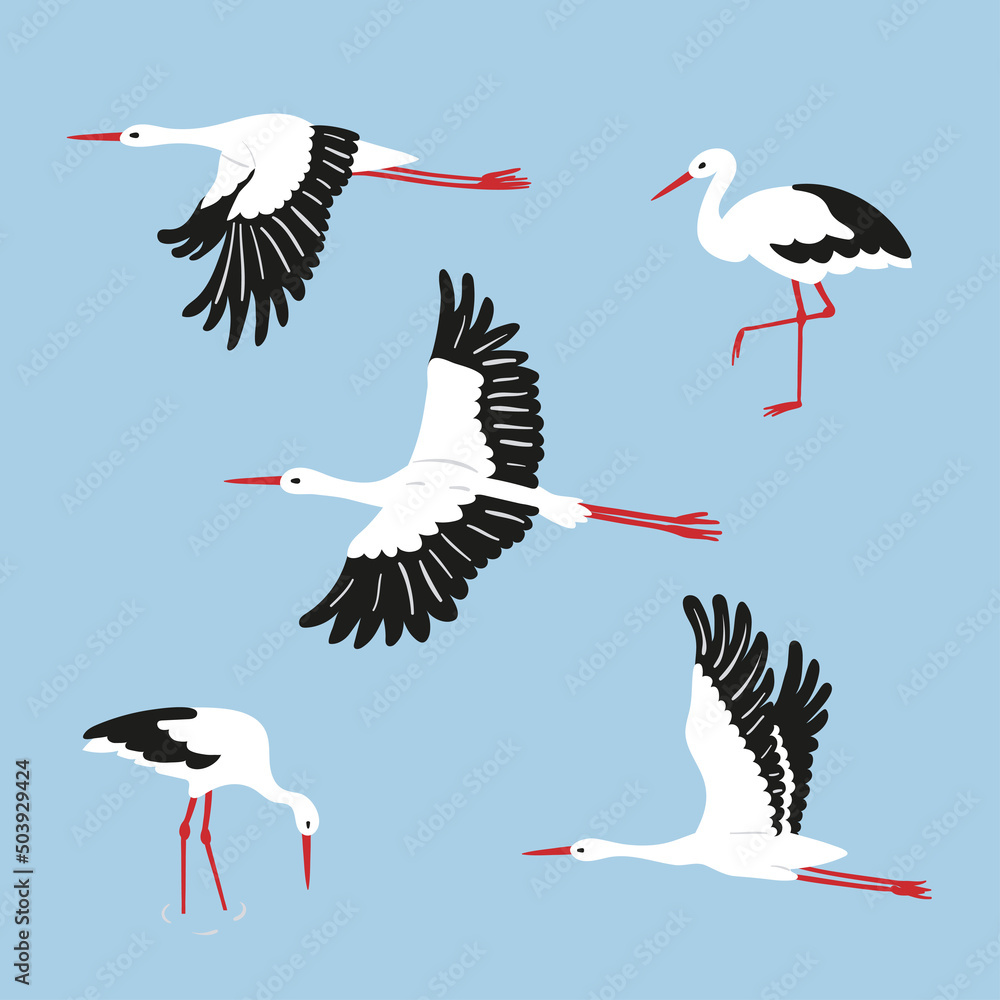 Stork birds vector illustration. Set of standing and flying white ...