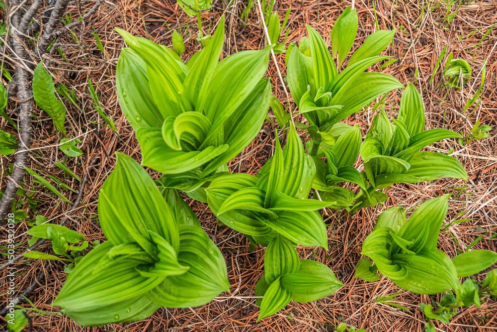 Bright green Veratrum with wide ribbed leaves in wild clearing. Plant ...