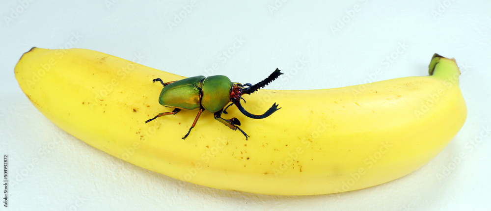 Green stag beetle Lamprima adolphinae on banana. Breeding beetles ...