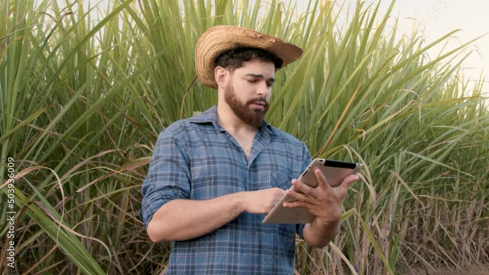 rural worker using tablet to analyze sugarcane cultivation ...