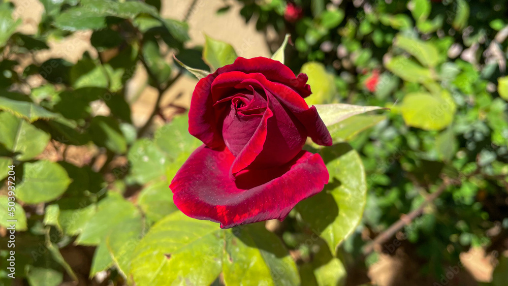 Macro photo of a single red rose bush blooming in the sun, Close-up ...