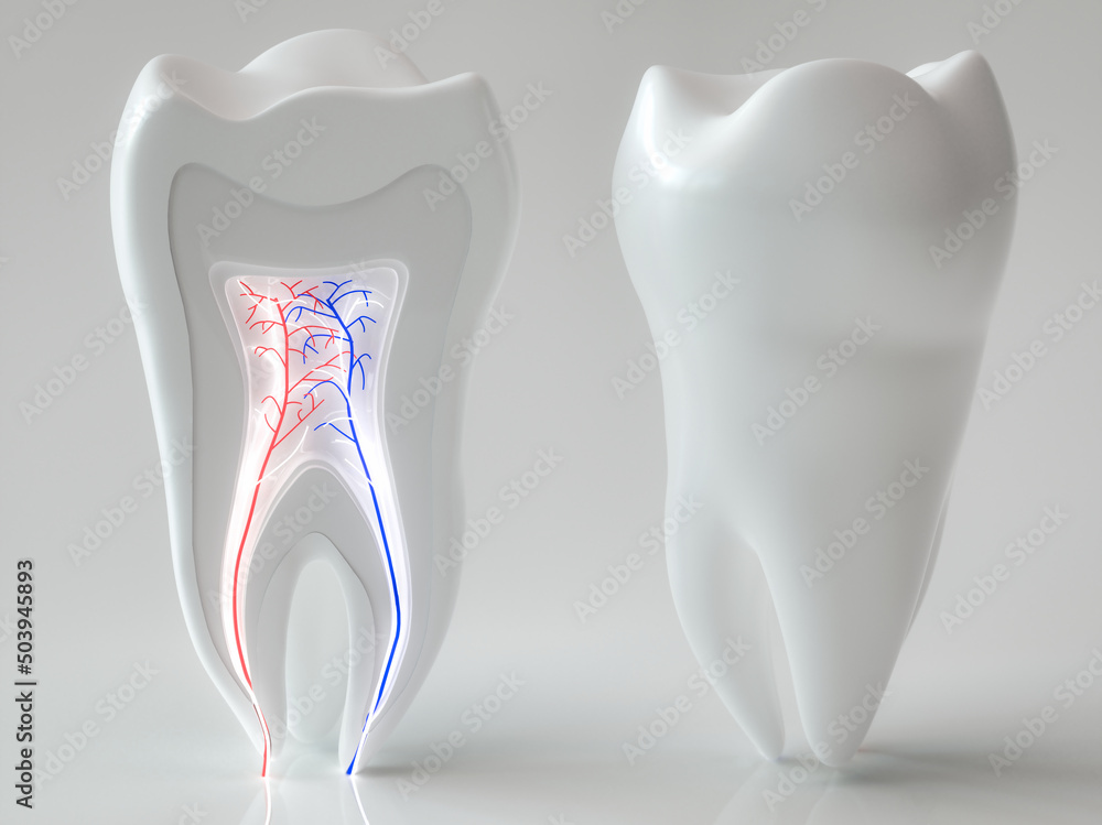Anatomy of a molar tooth - 3D Rendering Stock Illustration | Adobe Stock
