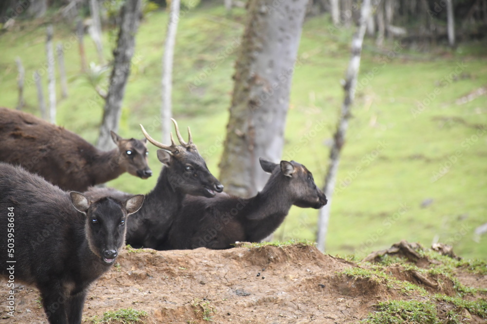 Philippine deers, Davao del Sur, Philippines Stock Photo | Adobe Stock