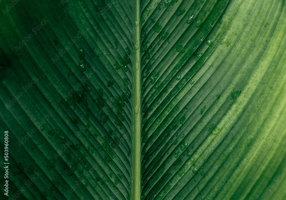 Horizontal Lines In Nature