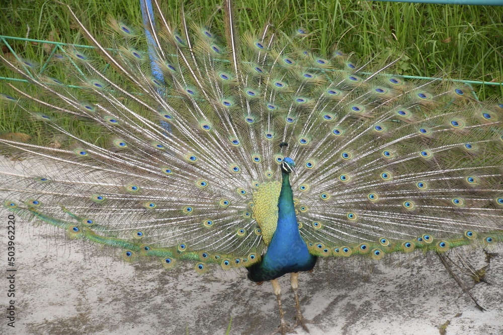 Beautiful peacock, Eden Nature Park & Resort, Toril, Davao City, 8000 ...