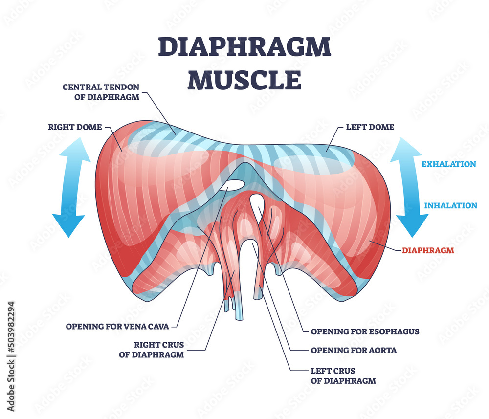 Diaphragm muscle with exhalation and inhalation movement outline ... Diaphragm muscle with exhalation and inhalation movement outline ...