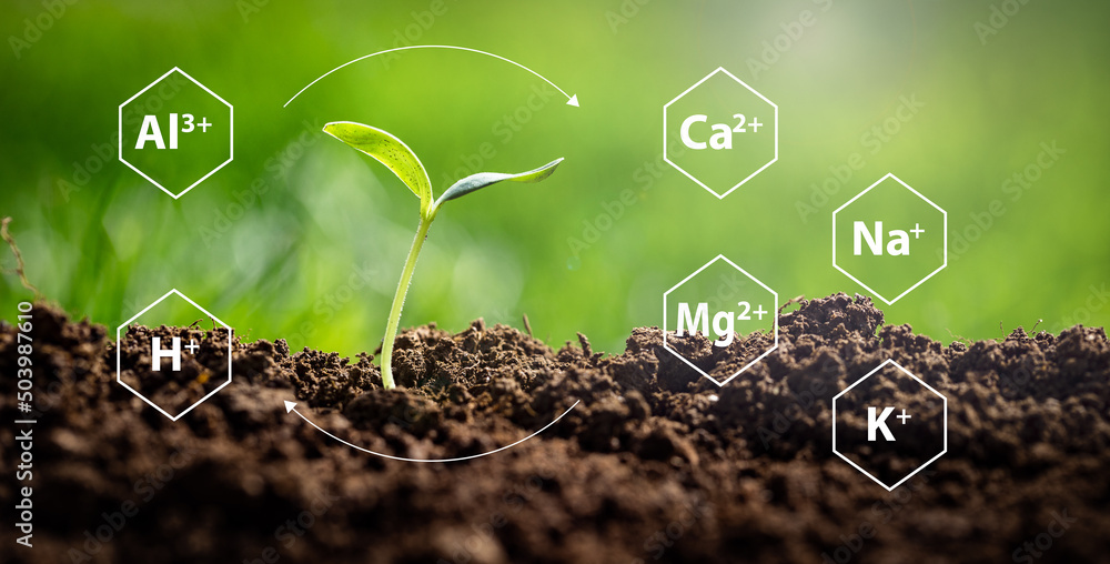Soil Cation Balancing concept expressed by saturation ratios for ...