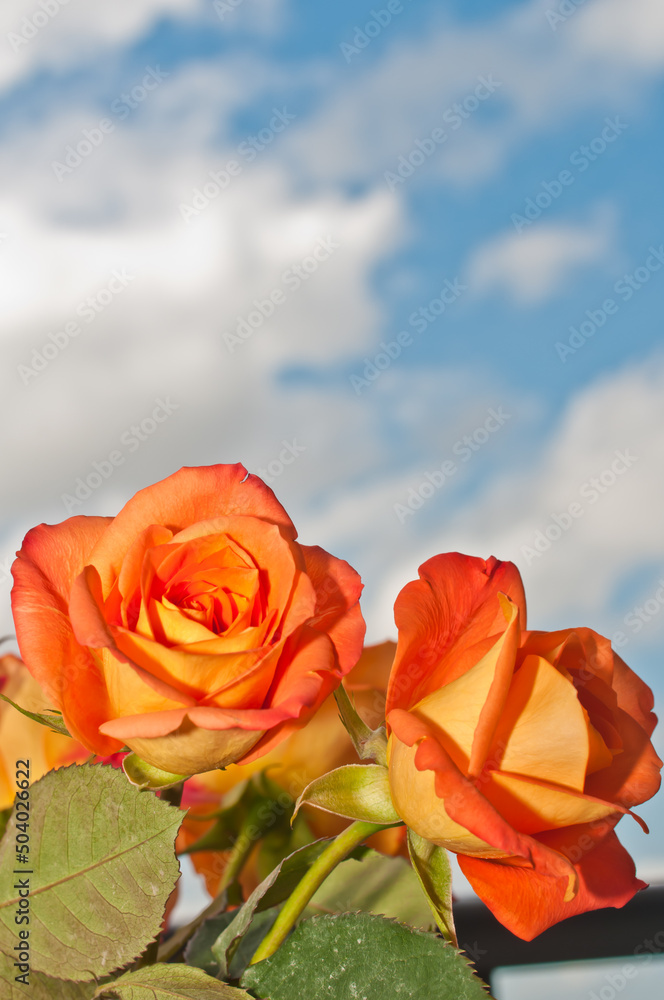top view, close distance of a group of long stem, orange, baby roses ...