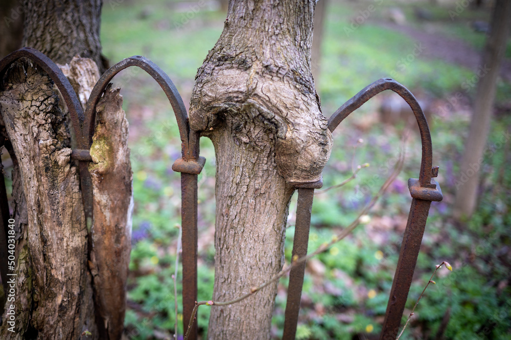 Power of nature. Old metal fences ingrown into trees Stock Photo ...