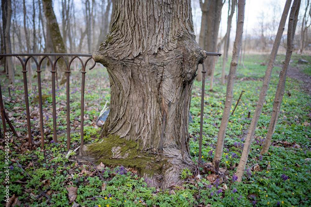 Power of nature. Old cemetery. Old metal fences embedded in trees Stock ...
