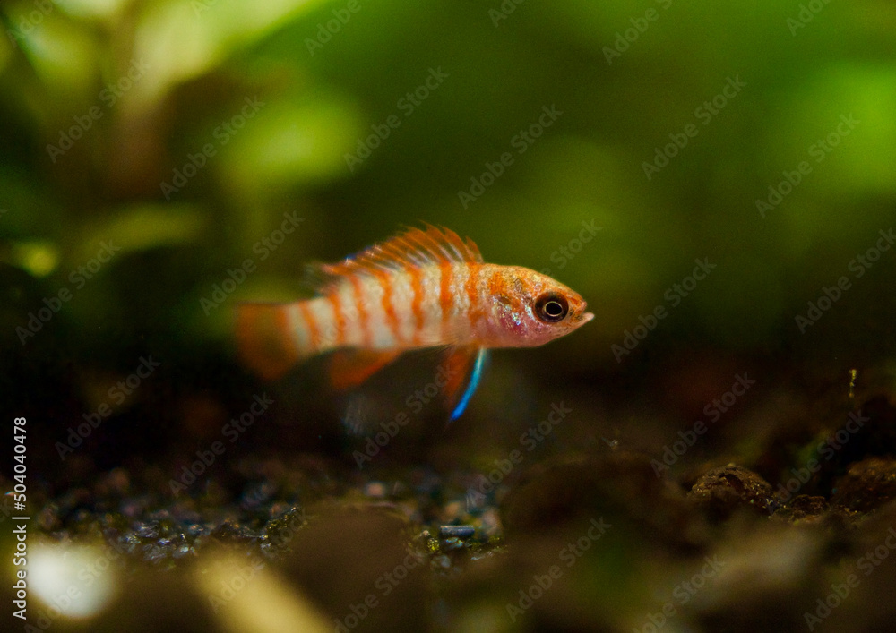 Microfish species Scarlet Badis (Dario Dario) Floats in Bottom of ...
