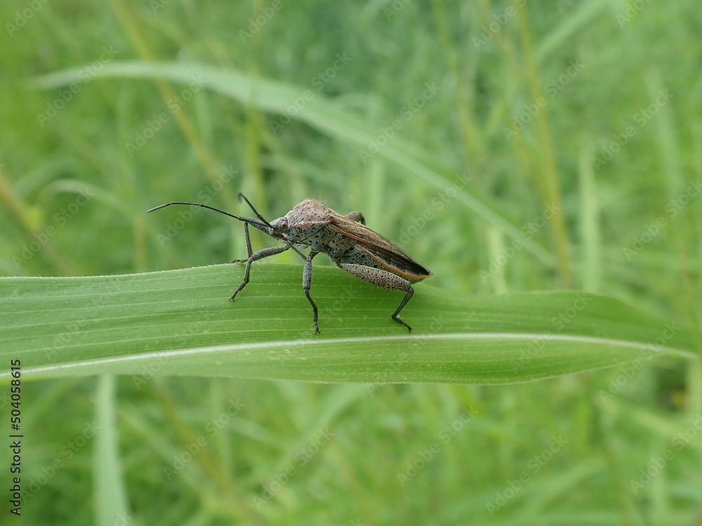 Closeup Leptocorisa oratoria, the rice ear bug in a green leaf, is an ...