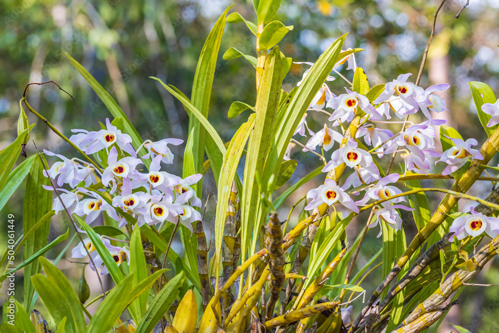 Dendrobium nobile Lindl., Beautiful rare wild orchids in tropical ...