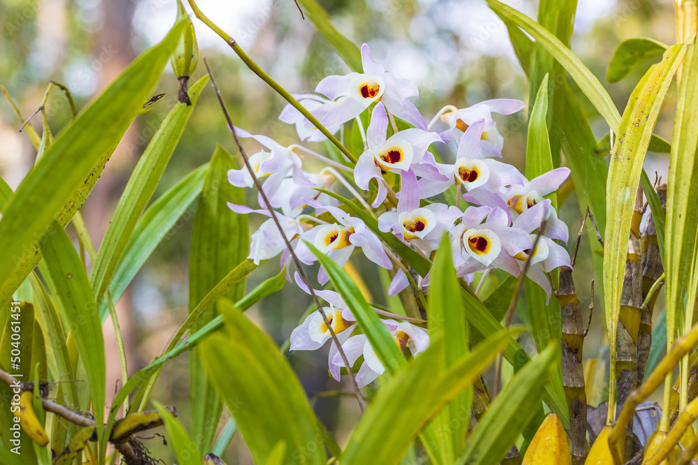 Dendrobium nobile Lindl., Beautiful rare wild orchids in tropical ...