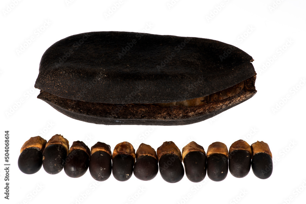 Close up pod, seed, of Afzelia, Doussie or Makha mong tree tropical ...