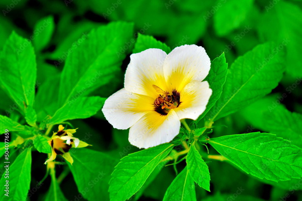 Turnera subulata G.E.Sm, Turnera ulmifolia, Sage rose, West India holly ...