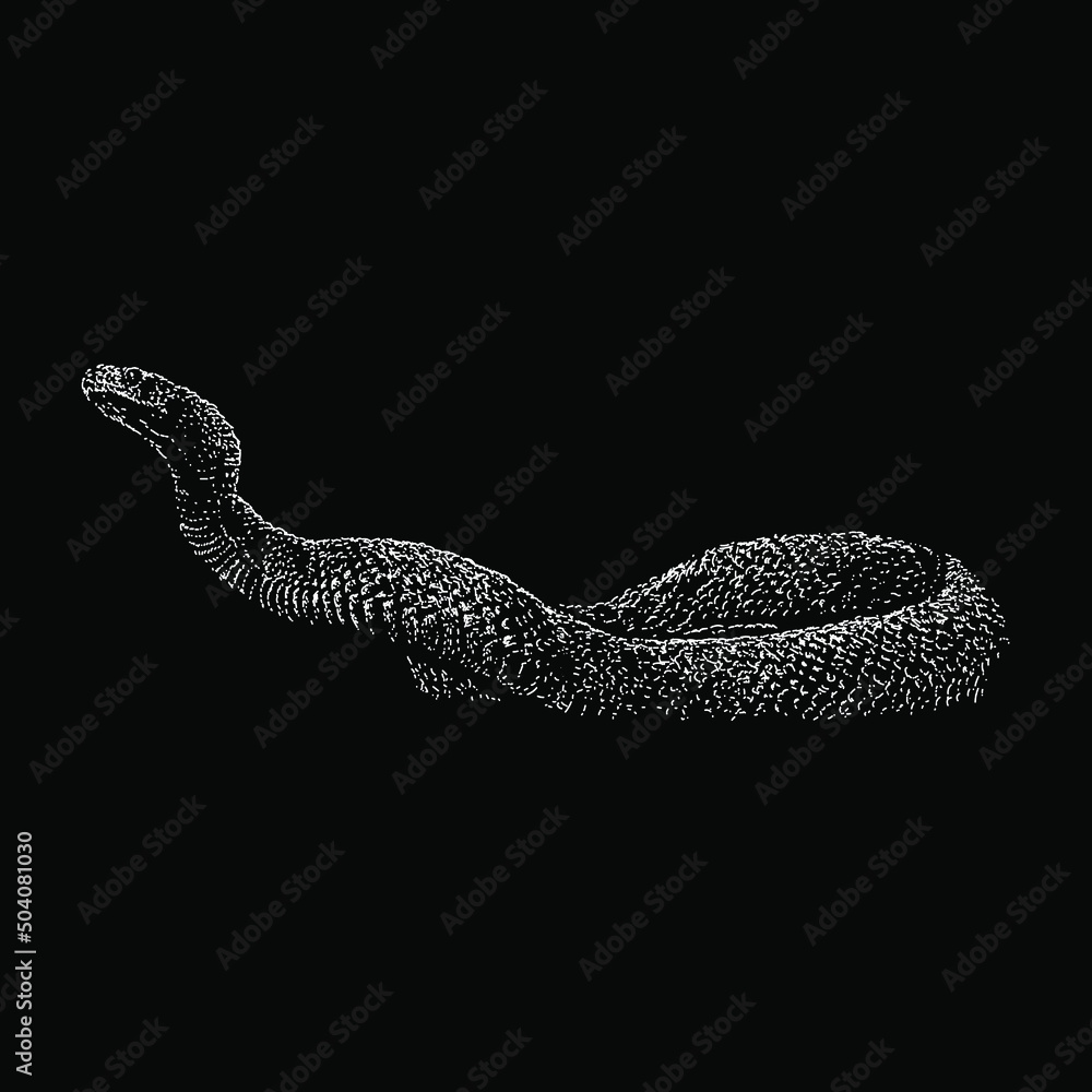 taipan hand drawing vector illustration isolated on black background ...