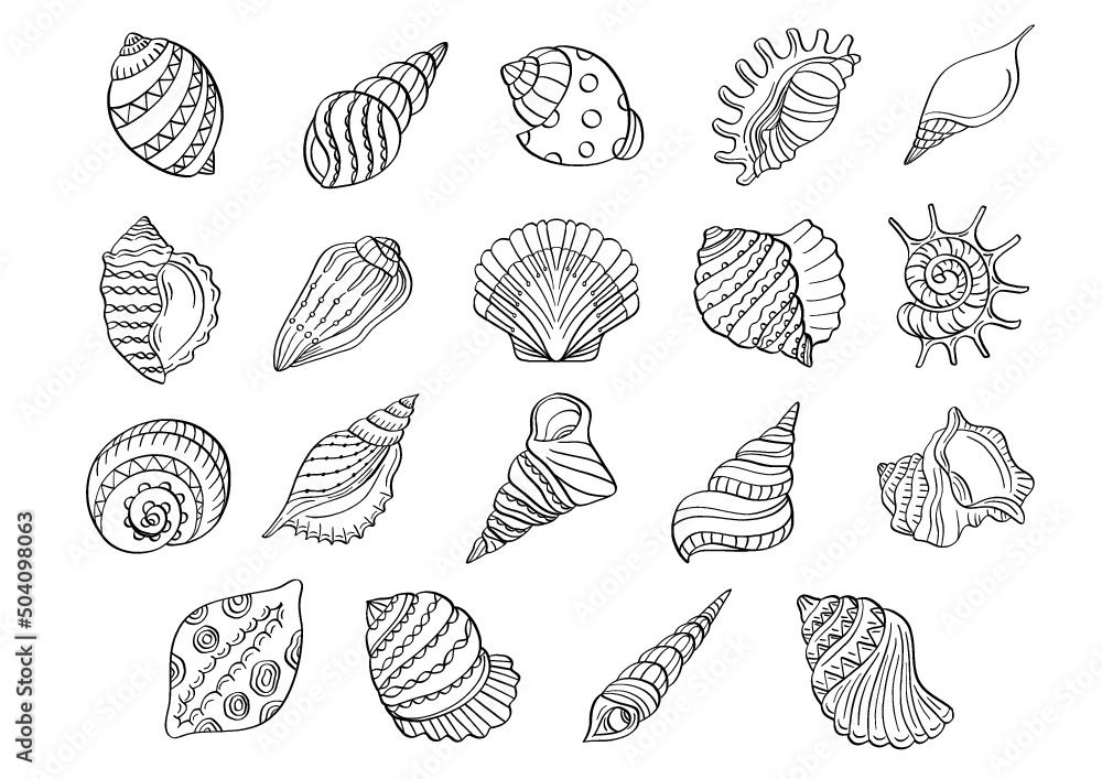set of seashells drawing outline illustration Stock Vector | Adobe Stock