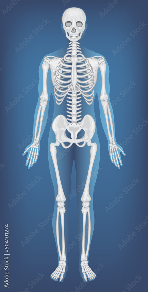Anatomical Structure Human Skeleton Stock Vector | Adobe Stock