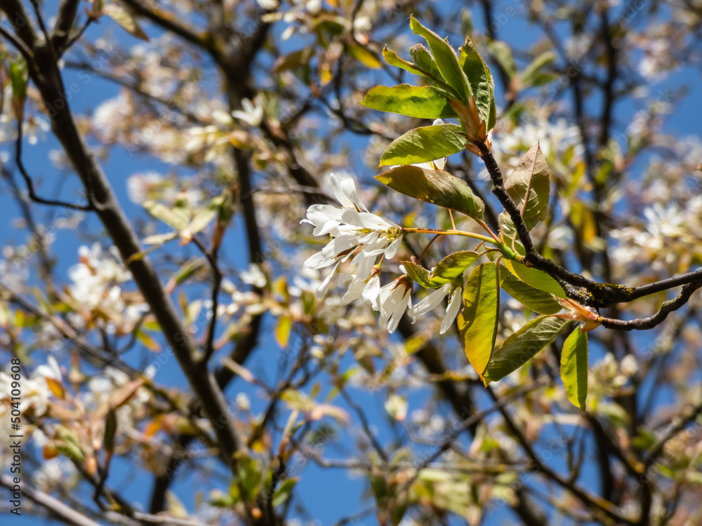 Close-up shot of the white, star-shaped flowers of the flowering shrub ...