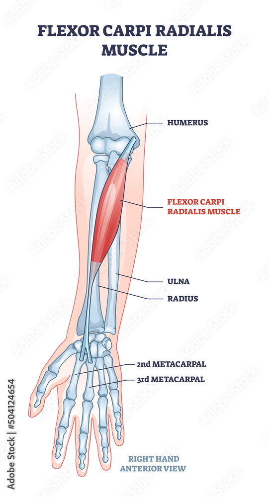 Poster Flexor carpi radialis muscle with human arm skeleton outline diagram – Wandbild | Europosters